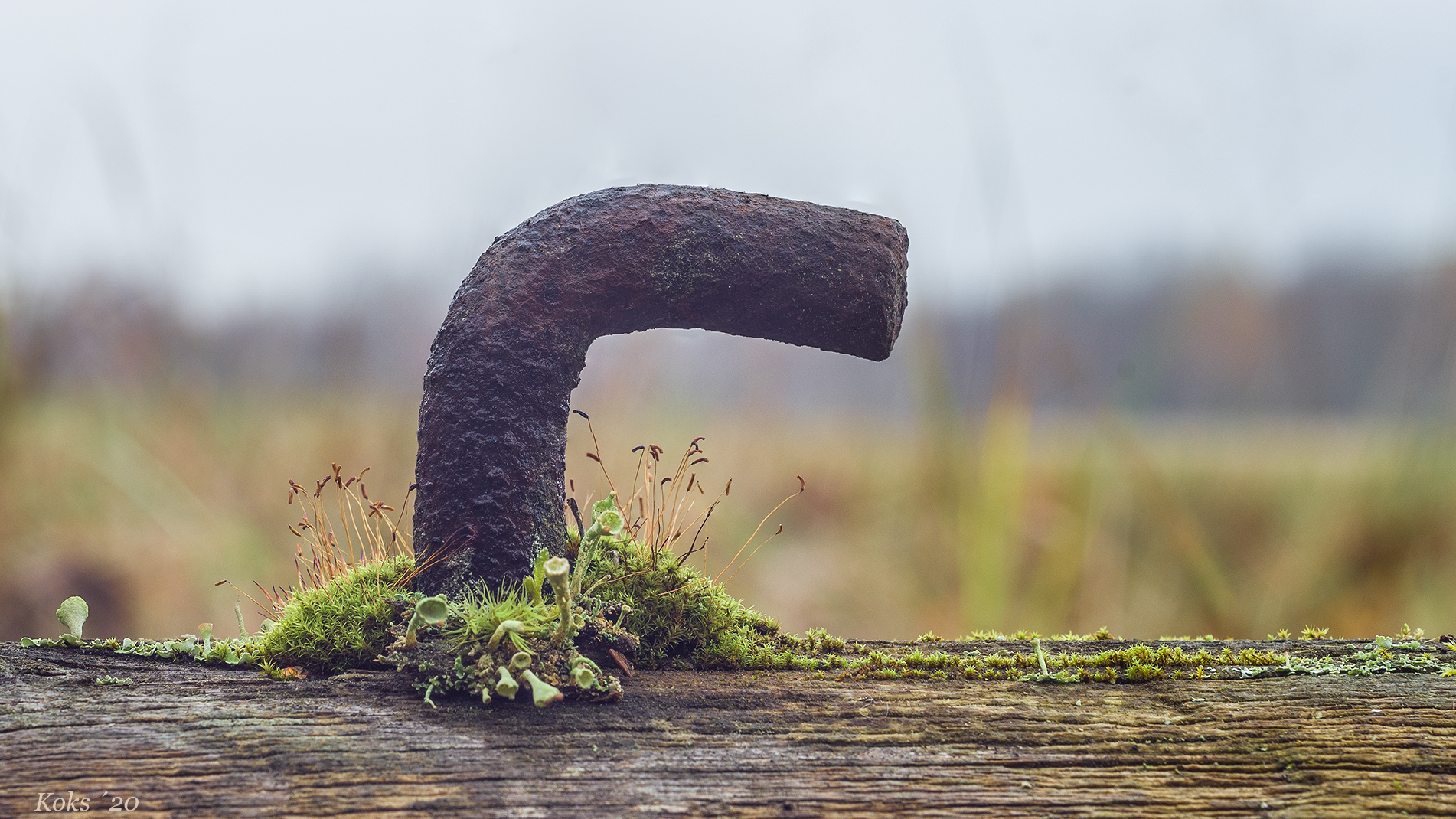 DER HAKEN Foto & Bild | pflanzen, pilze & flechten, pilze & flechten ...