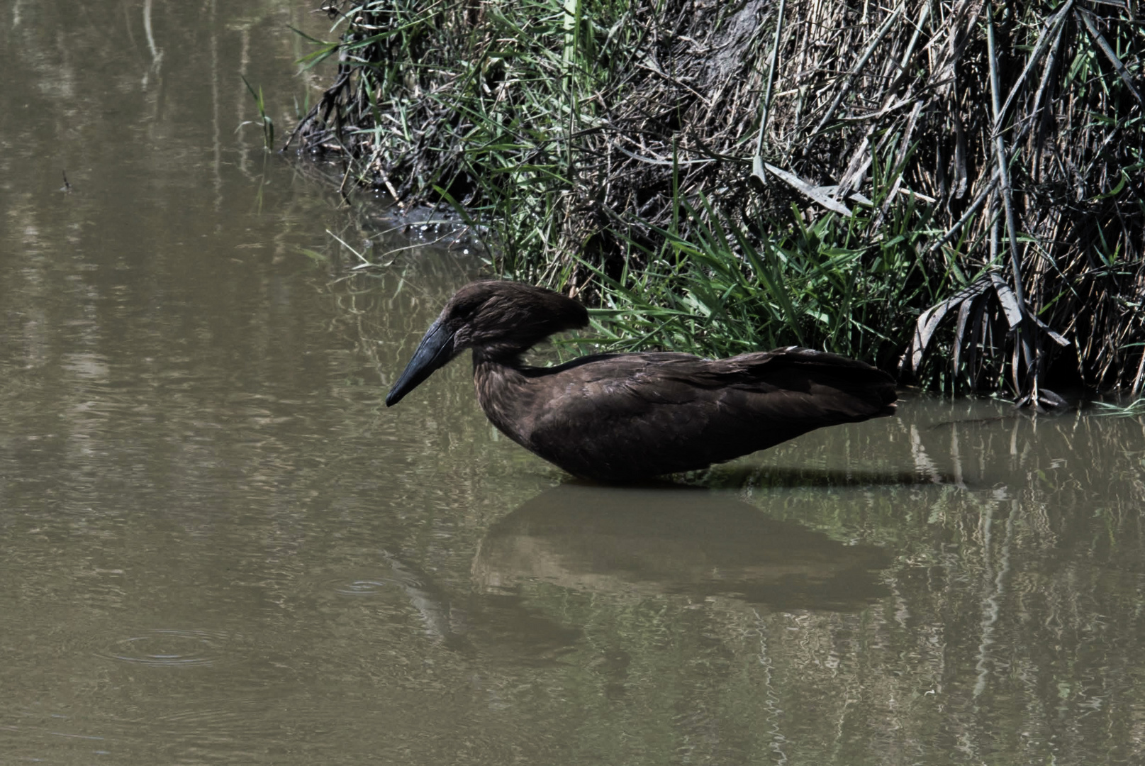 Der Hammer Foto & Bild | africa, eastern africa, tiere Bilder auf ...