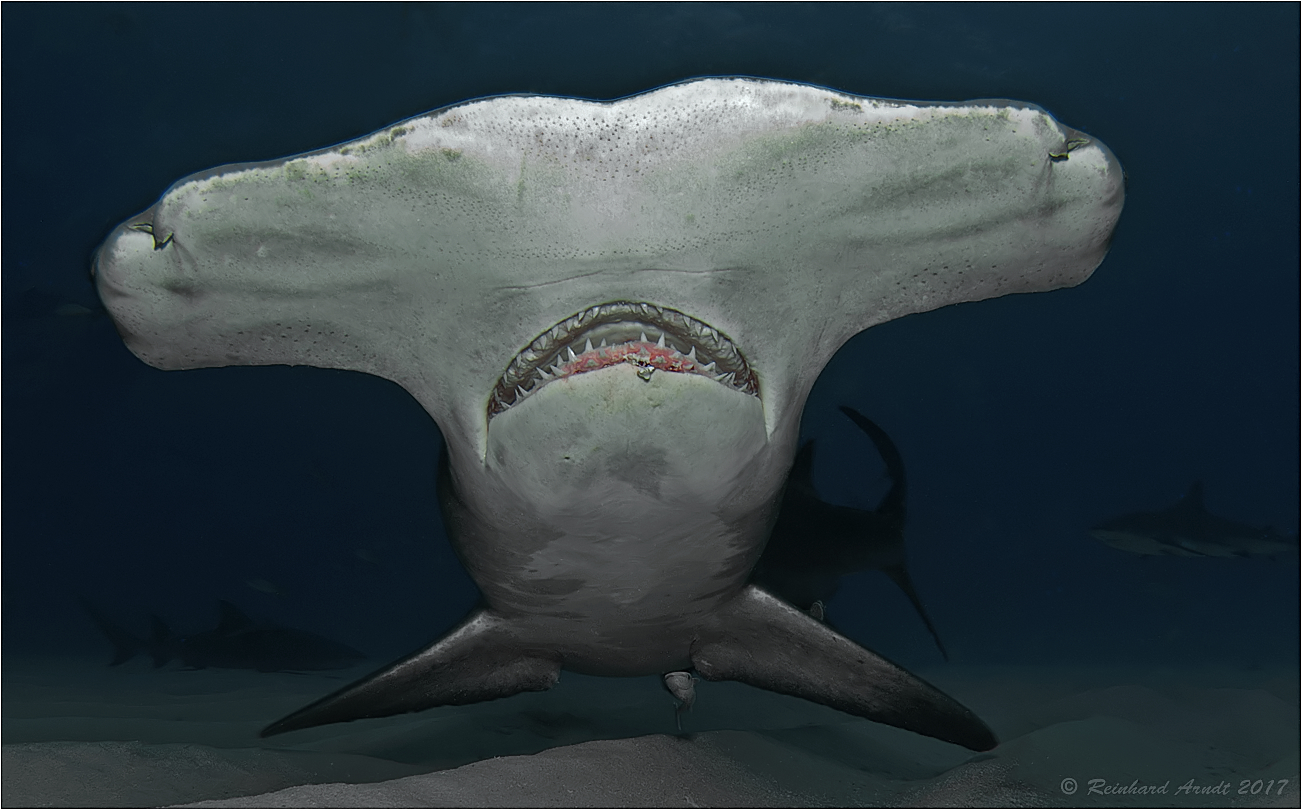 Der Hammer... Foto & Bild | meer, natur, ozean Bilder auf fotocommunity