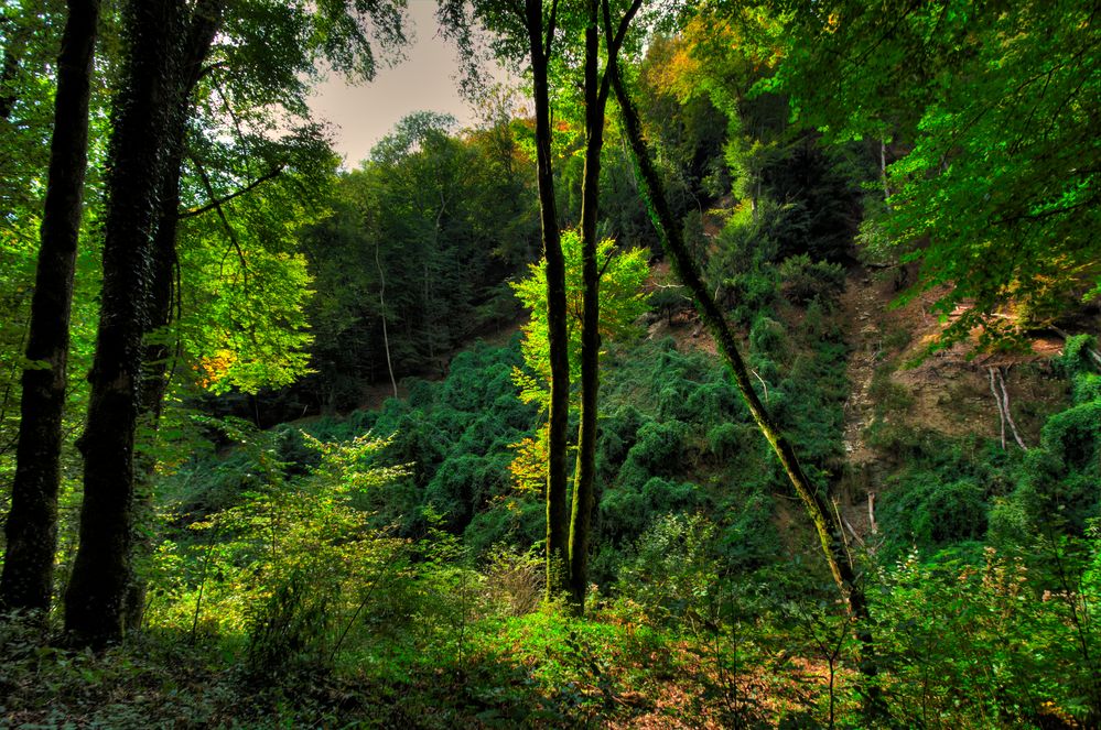 Der Hang gegenüber Foto & Bild | pflanzen, pilze & flechten, landschaft ...
