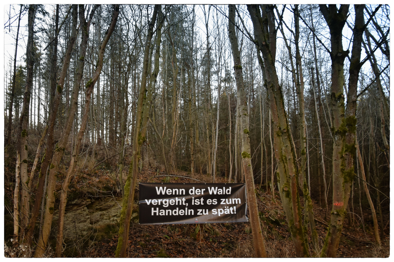 der Harz Wald 3 Foto & Bild | wald, natur, landschaft Bilder auf ...