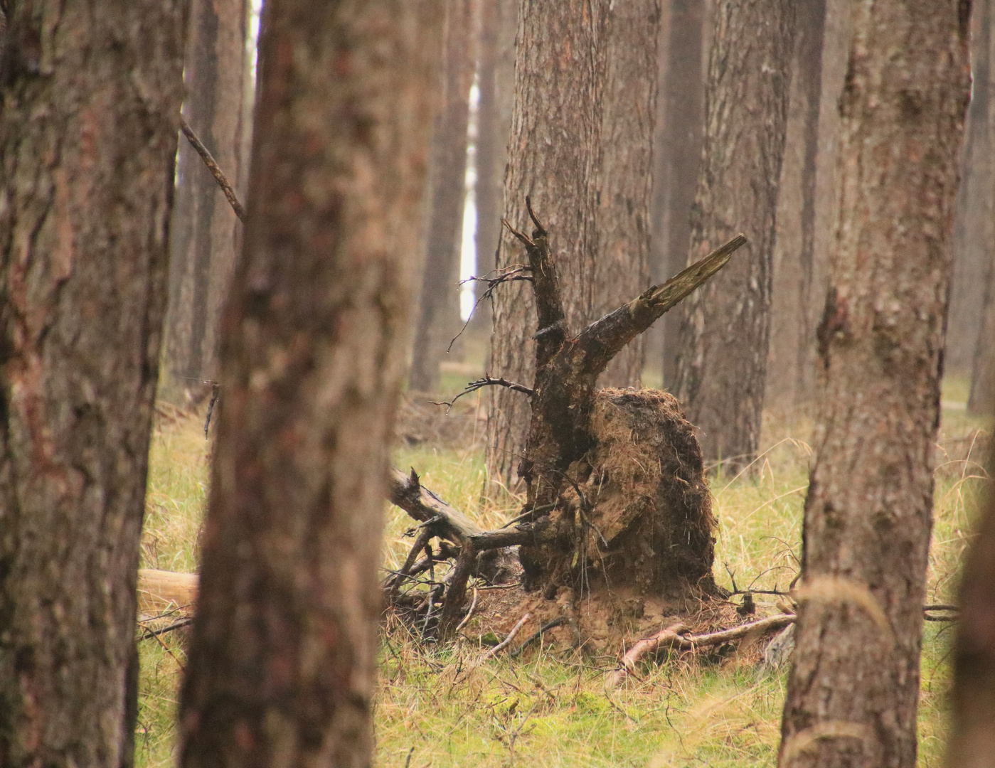 Der Hase 1 Foto & Bild | landschaft, wald, tiere Bilder auf fotocommunity