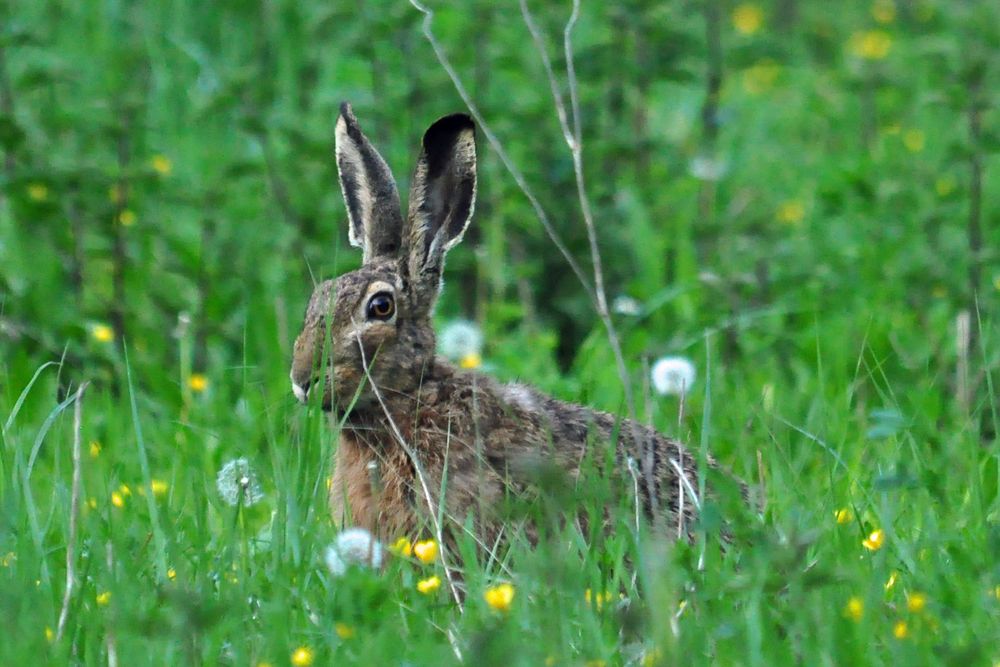 Der Hase im Wald Foto & Bild | tiere, wildlife, säugetiere Bilder auf ...