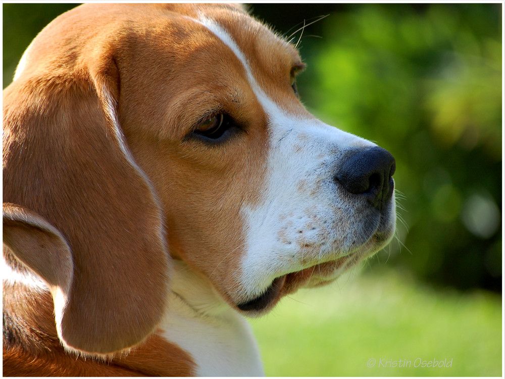 Der hat einfach zuviel Lefze :-) Foto & Bild | tiere, haustiere, hunde ...