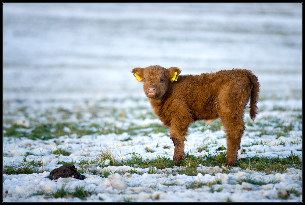 Der Haufen und das Kalb Foto & Bild | tiere, haustiere, nutztiere ...