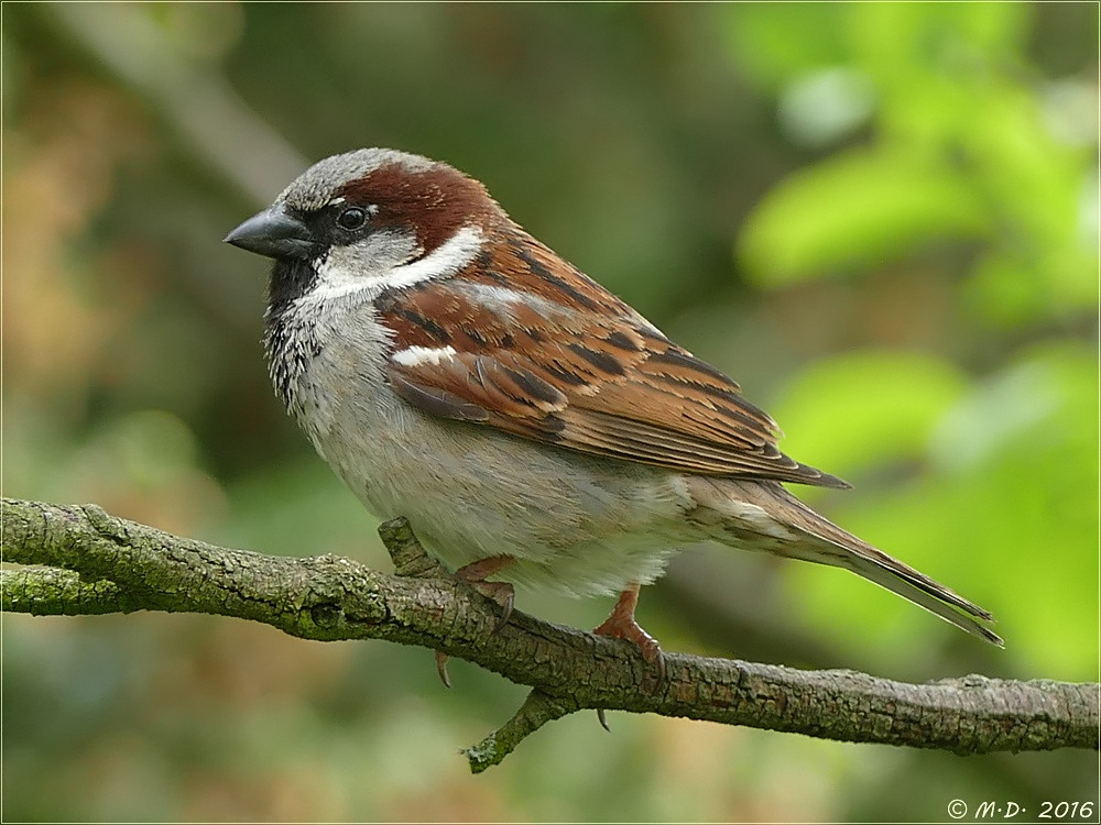Der Haussperling.... Foto & Bild | vögel, natur, sperlinge Bilder auf ...