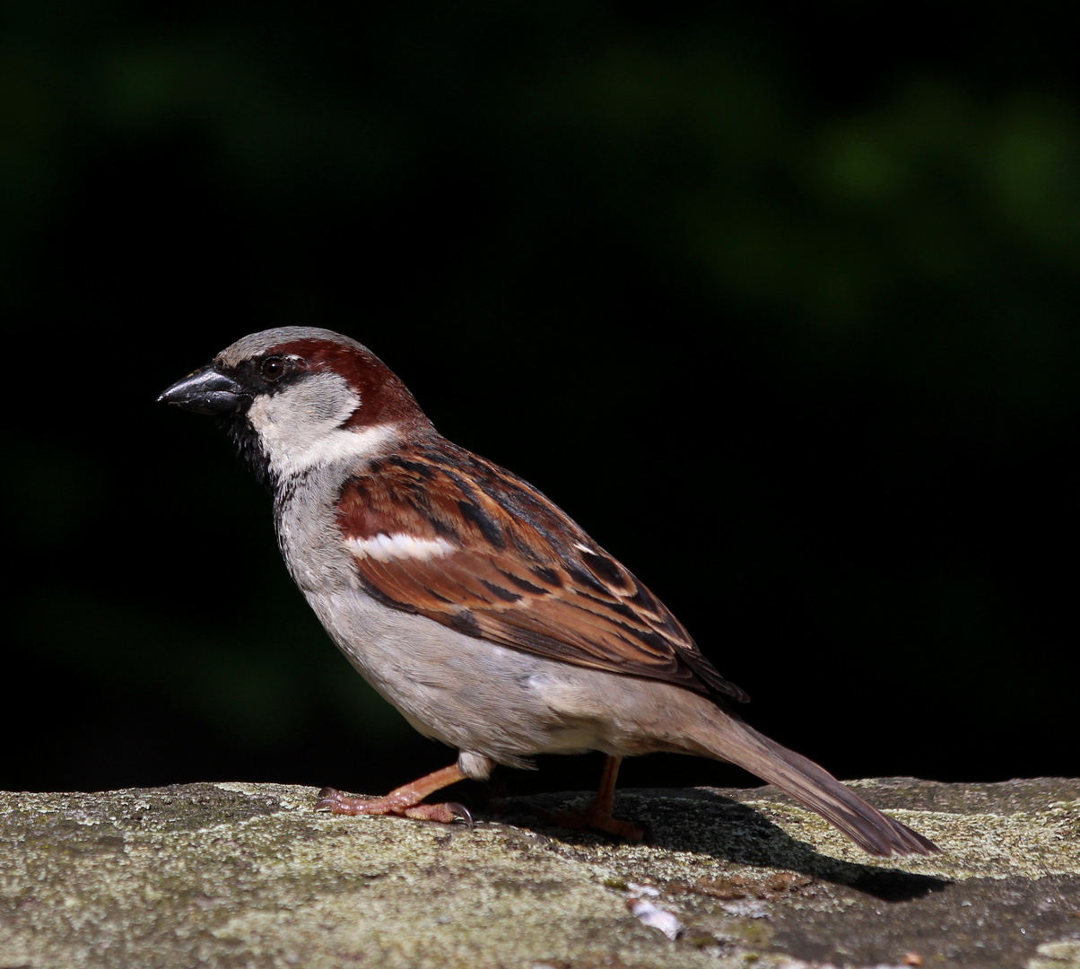 Der Haussperling - Passer domesticus Foto & Bild | fotogruppe altenberg ...