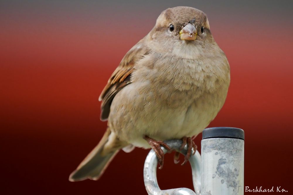 Der Haussperling - Spatz vom Wallrafplatz - Foto & Bild | tiere ...