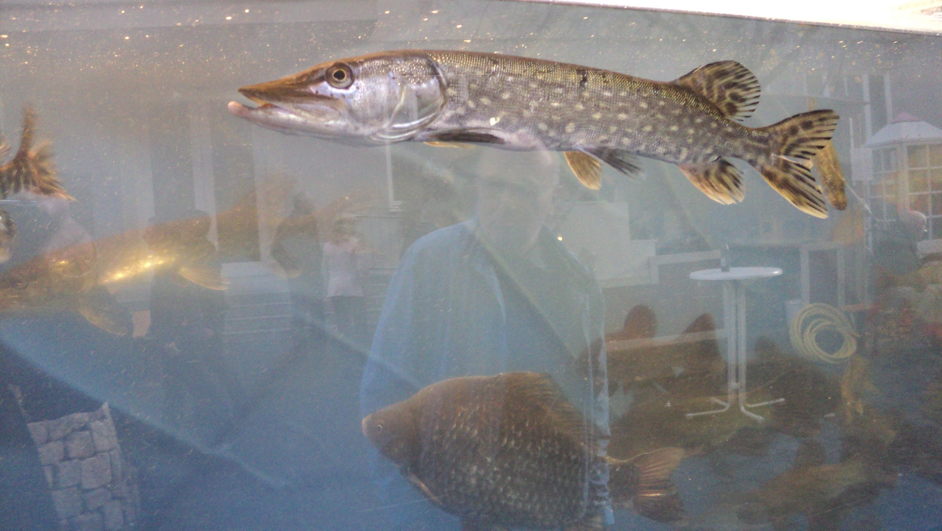 Der Hecht Foto & Bild | tiere, haustiere, aquaristik Bilder auf ...