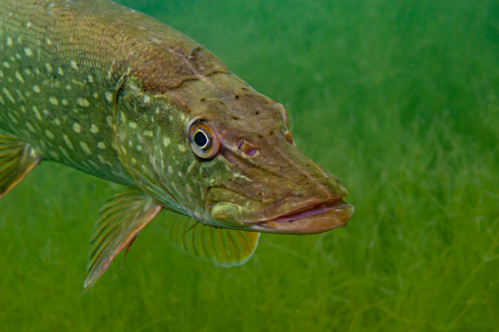 der Hecht im Baggersee Foto & Bild | nah- & makro, tiere, techniken ...