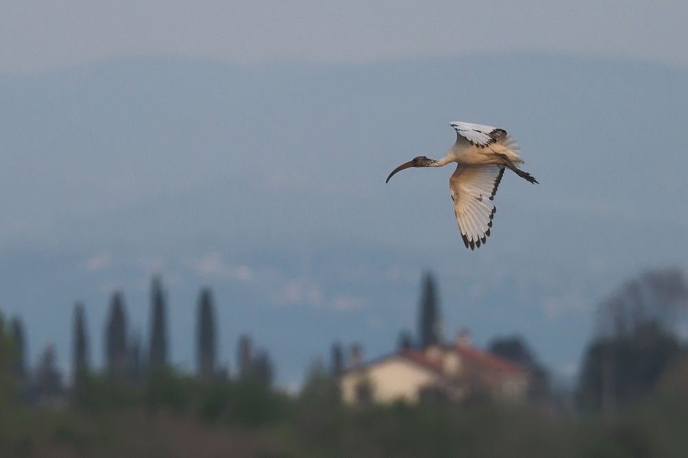Der Heilige Ibis Foto & Bild | italy, world, natur Bilder auf fotocommunity