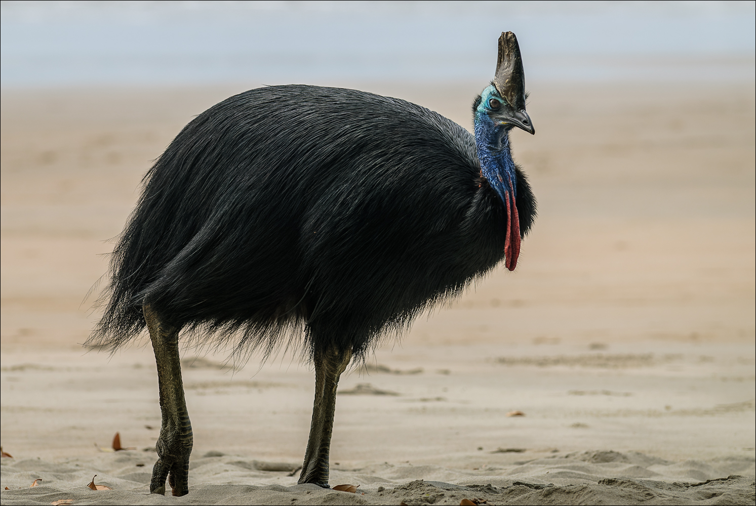 Der Helmkasuar Foto & Bild | australia & oceania, australia, tiere ...