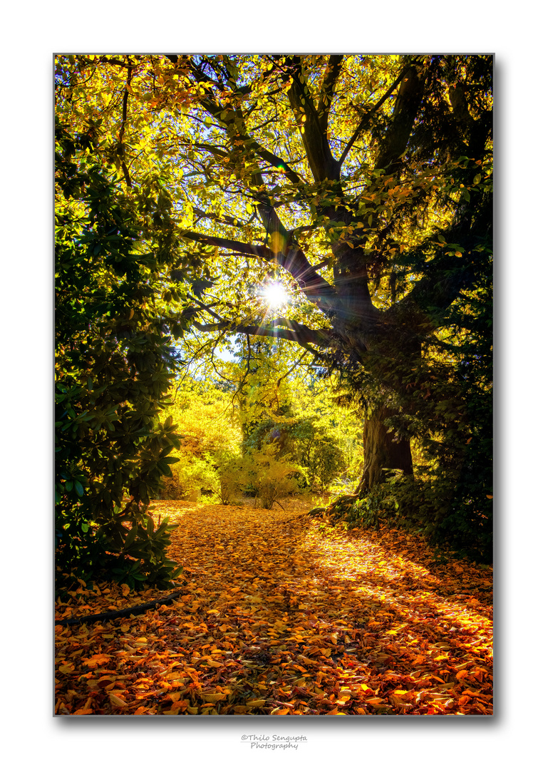 der Herbst ist da Foto & Bild | sonne, natur, herbst Bilder auf fotocommunity