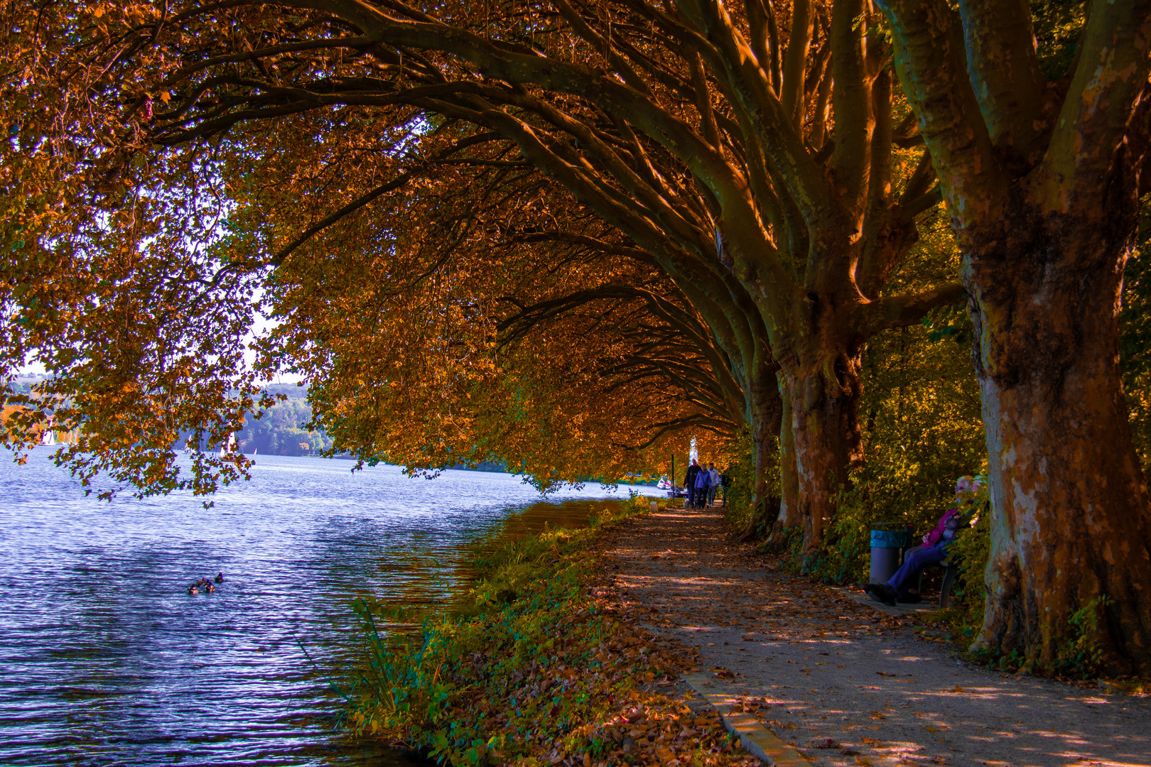 der Herbst ist da Foto & Bild | landschaft, jahreszeiten, wald Bilder auf fotocommunity