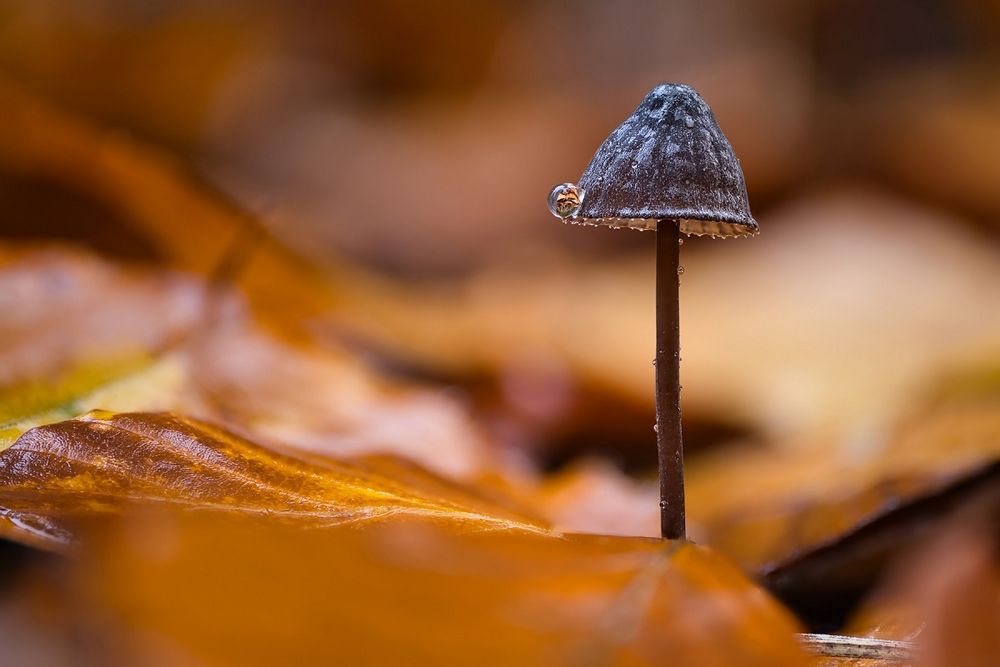 Der Herbst ist da! Foto & Bild | pflanzen, pilze & flechten, pilze & flechten, wald Bilder auf ...