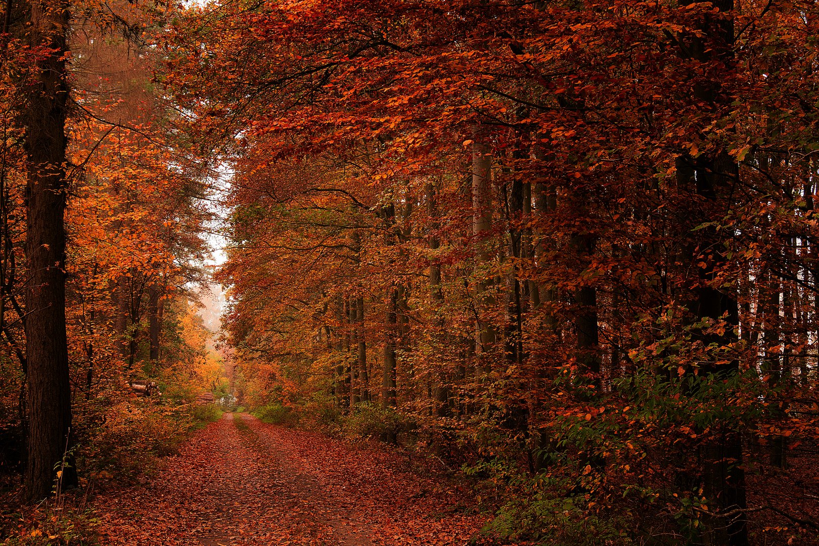Der Herbst ist da Foto & Bild | natur, herbst, waldweg Bilder auf fotocommunity