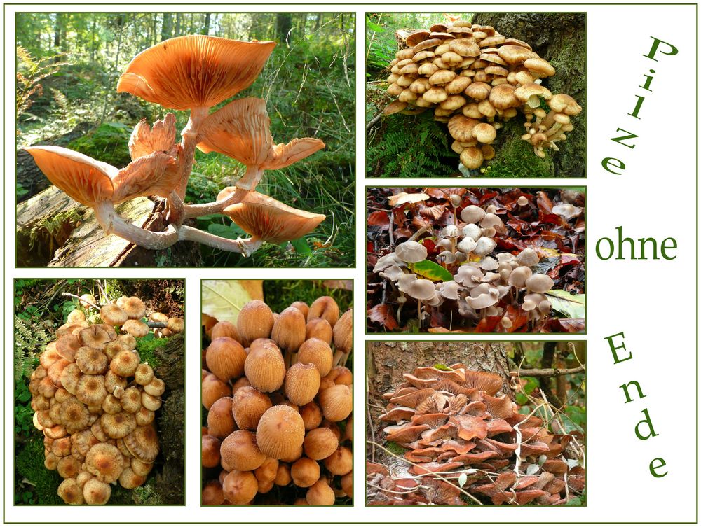Der Herbst ist gekommen und die Pilze auch Foto & Bild | pflanzen, pilze & flechten, pilze ...
