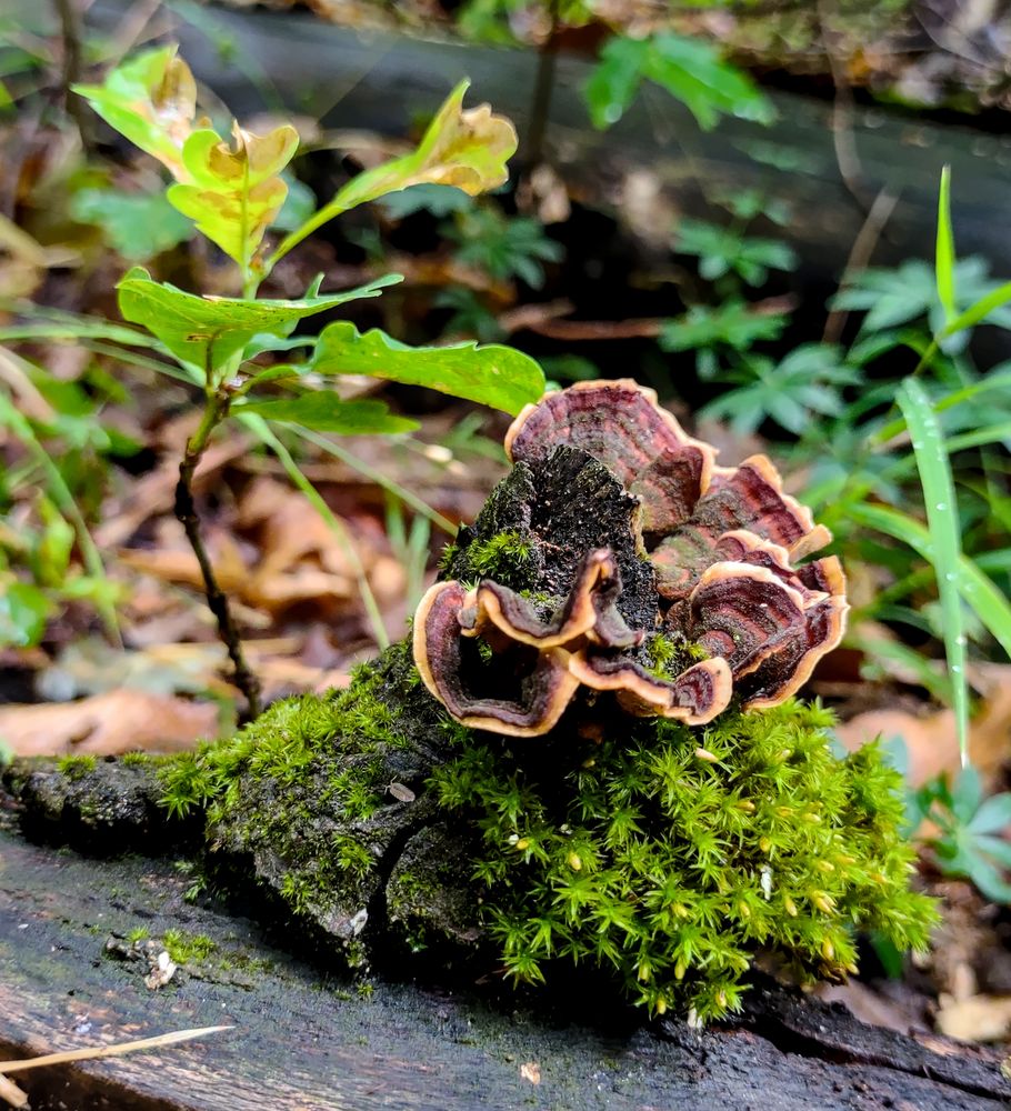 Der Herbst meldet sich an.... Foto & Bild | pflanzen, pilze & flechten, anfängerecke ...