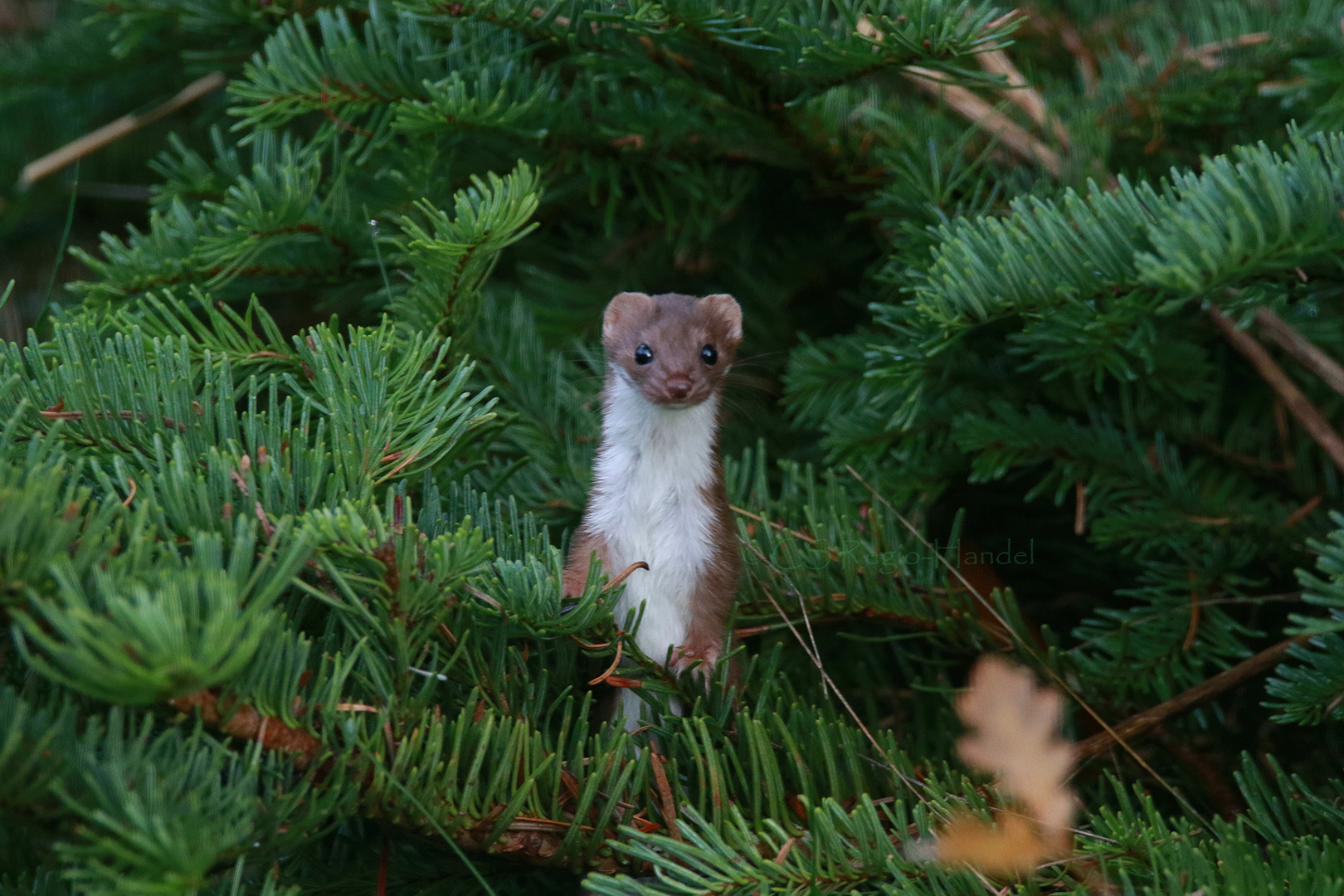 Der Hermelin (ist ein Mauswiesel) und schaut ziemlich schön.... Foto ...