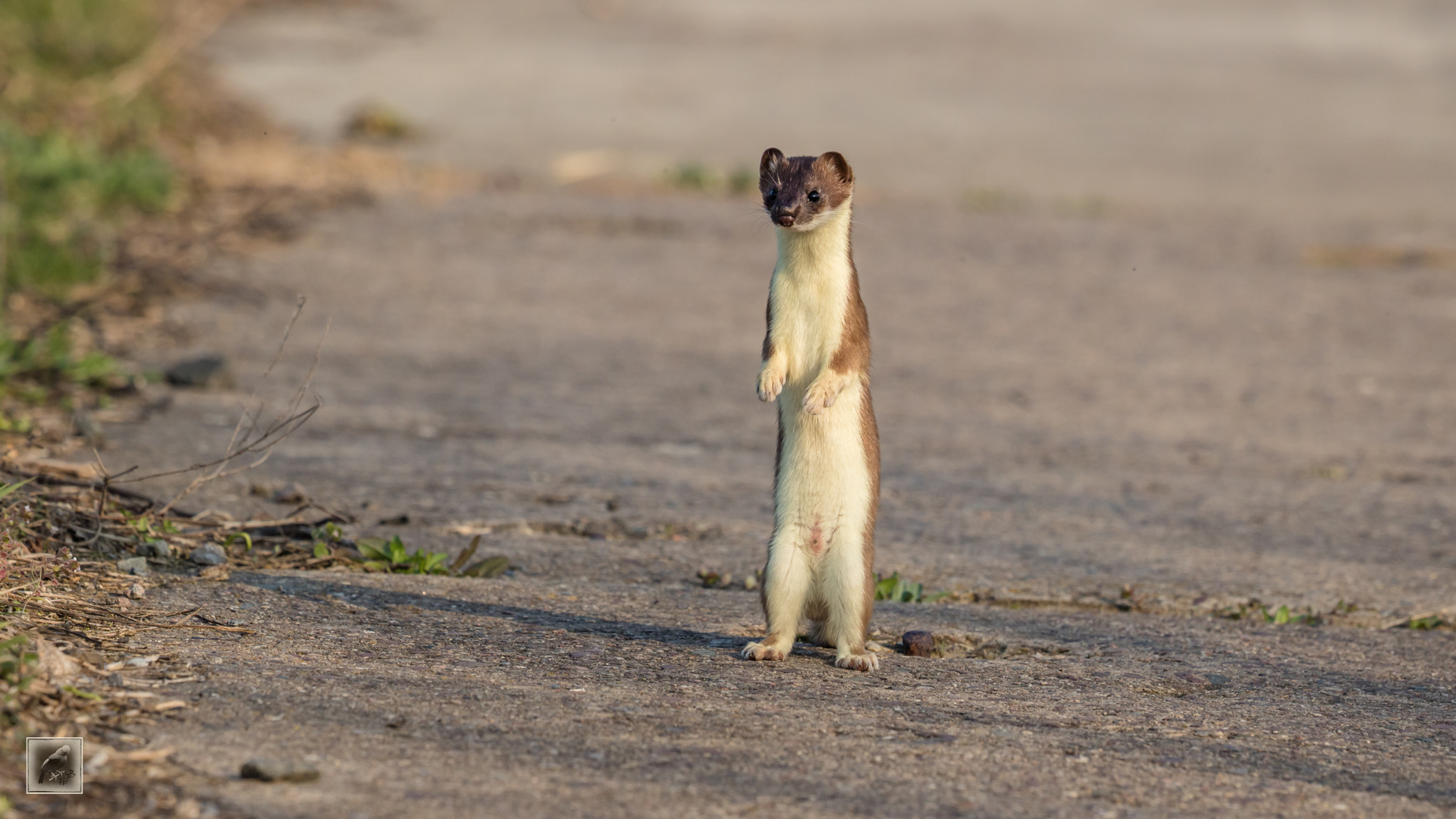 Der Hermelin o. Großes Wiesel (Mustela erminea) Foto & Bild | tiere ...