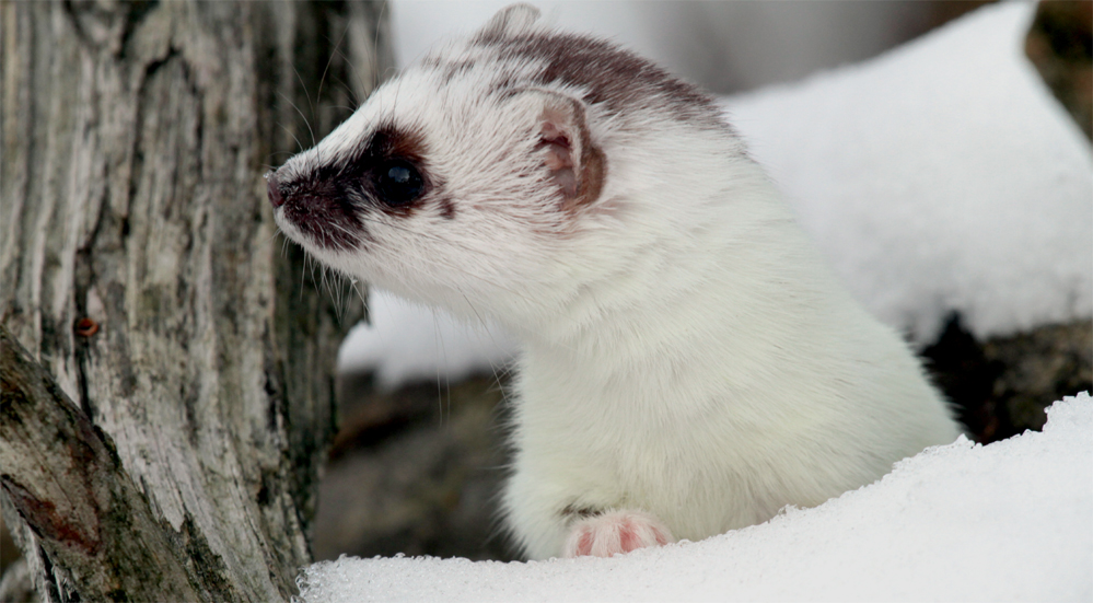 Der Hermelin oder auch Wiesel genannt... Foto & Bild | tiere, wildlife ...