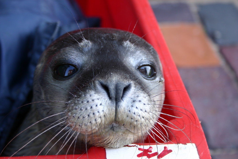 Der Heuler Foto & Bild | tiere, wildlife, wildlife: sonstige tiere ...