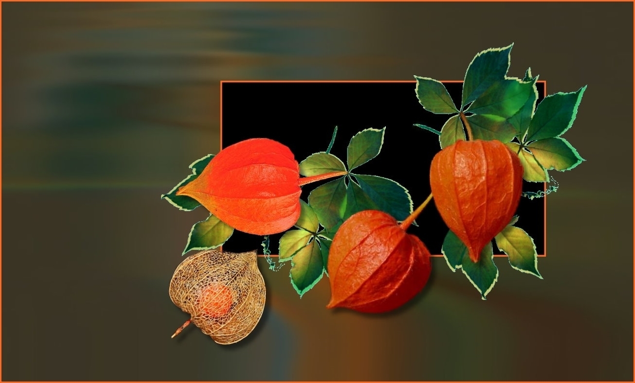 Der heutige Tag . . . Foto & Bild | pflanzen, pilze & flechten, blüten ... Der heutige Tag . . . Foto & Bild | pflanzen, pilze & flechten, blüten ...