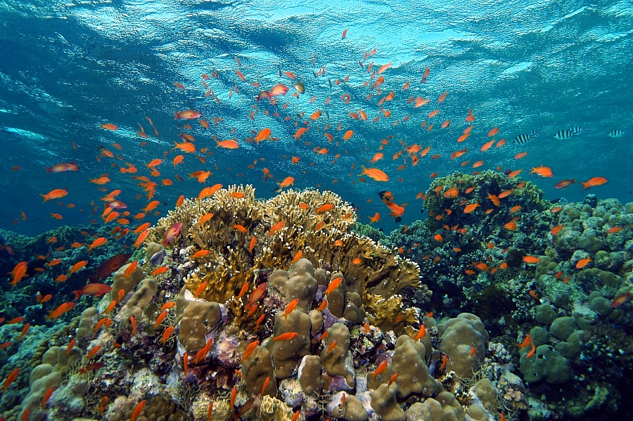 Der Himmel über dem Riff Foto & Bild | unterwasser, uw-salzwasser ...