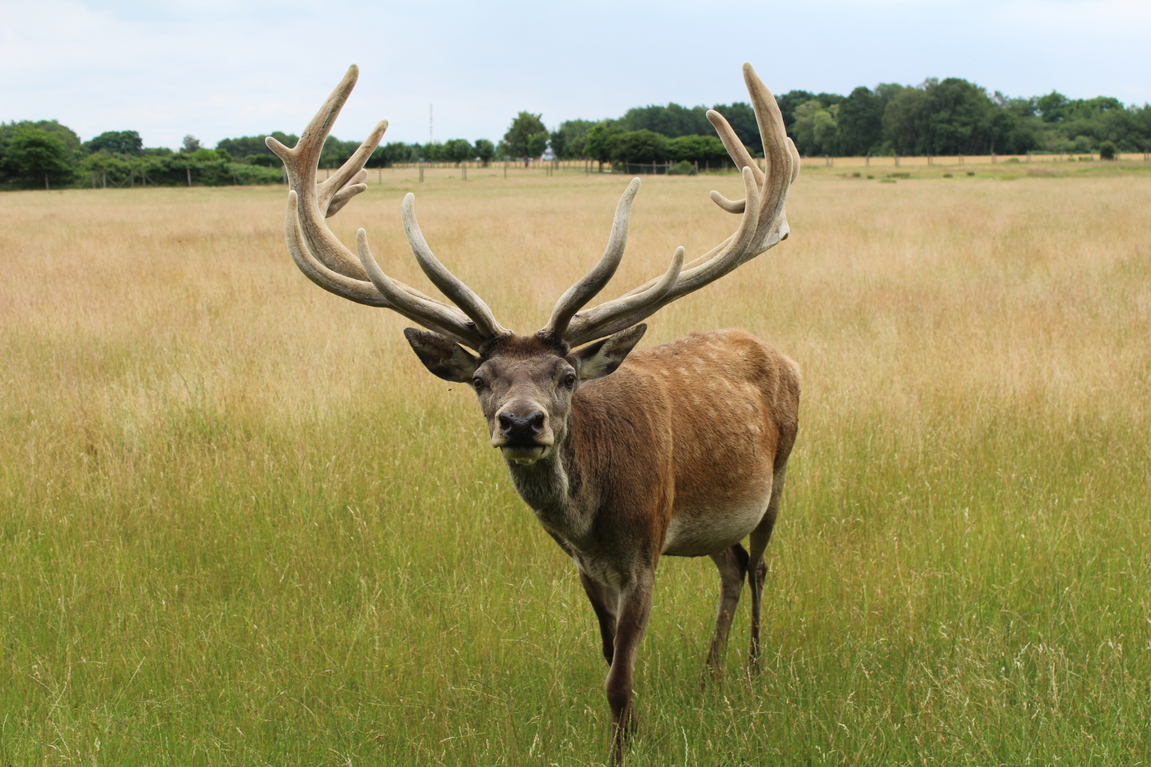 Der Hirsch Foto & Bild | tier, hessen, wildlife Bilder auf fotocommunity