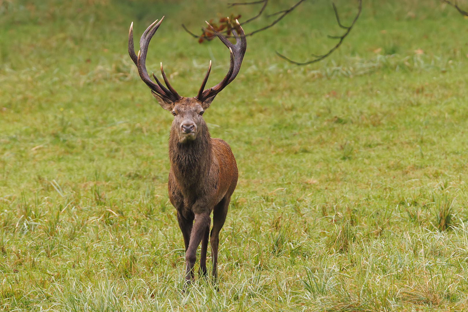 Der Hirsch Foto & Bild | tiere, wildlife, säugetiere Bilder auf ...