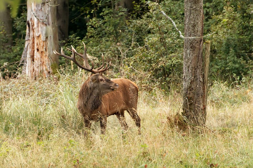 Der Hirsch Foto & Bild | tiere, wildlife, säugetiere Bilder auf ...