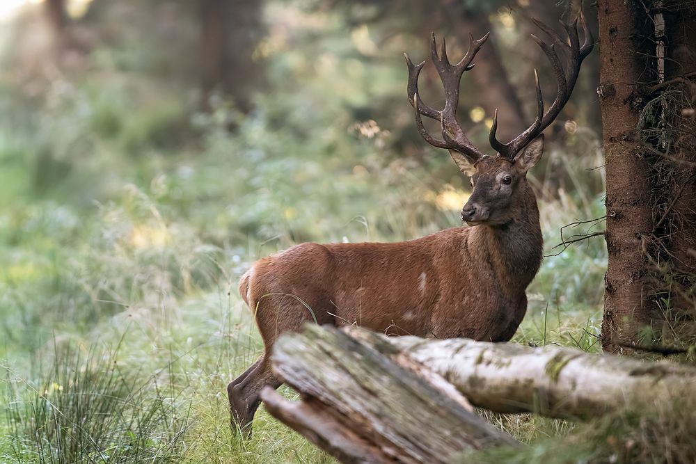 Der Hirsch Foto & Bild | tiere, wildlife, säugetiere Bilder auf ...