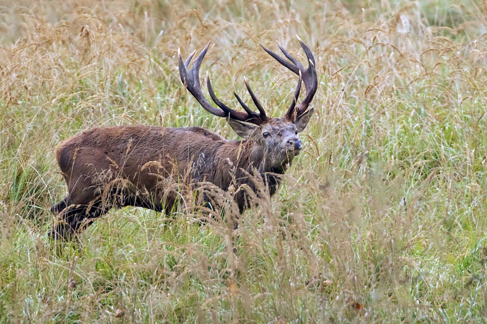 Der Hirsch Foto & Bild | tiere, wildlife, säugetiere Bilder auf ...