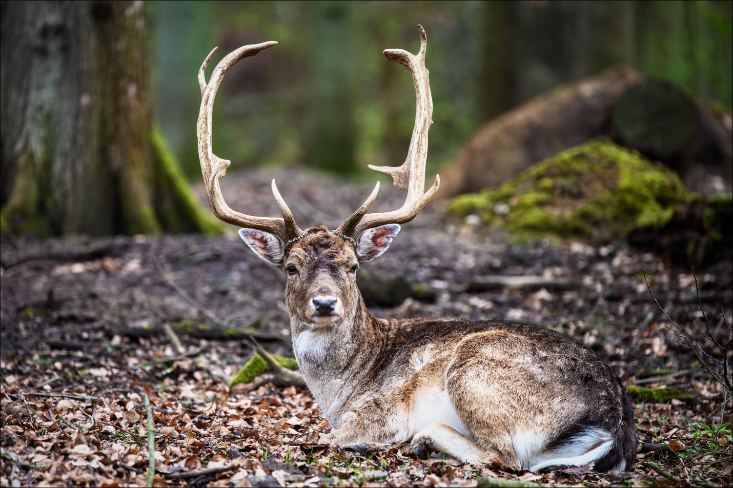 Der Hirsch Foto & Bild | tiere, zoo, wildpark & falknerei, säugetiere ...