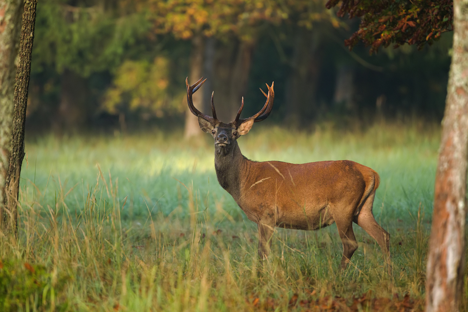 Der Hirsch Foto & Bild | tiere, wildlife, säugetiere Bilder auf ...