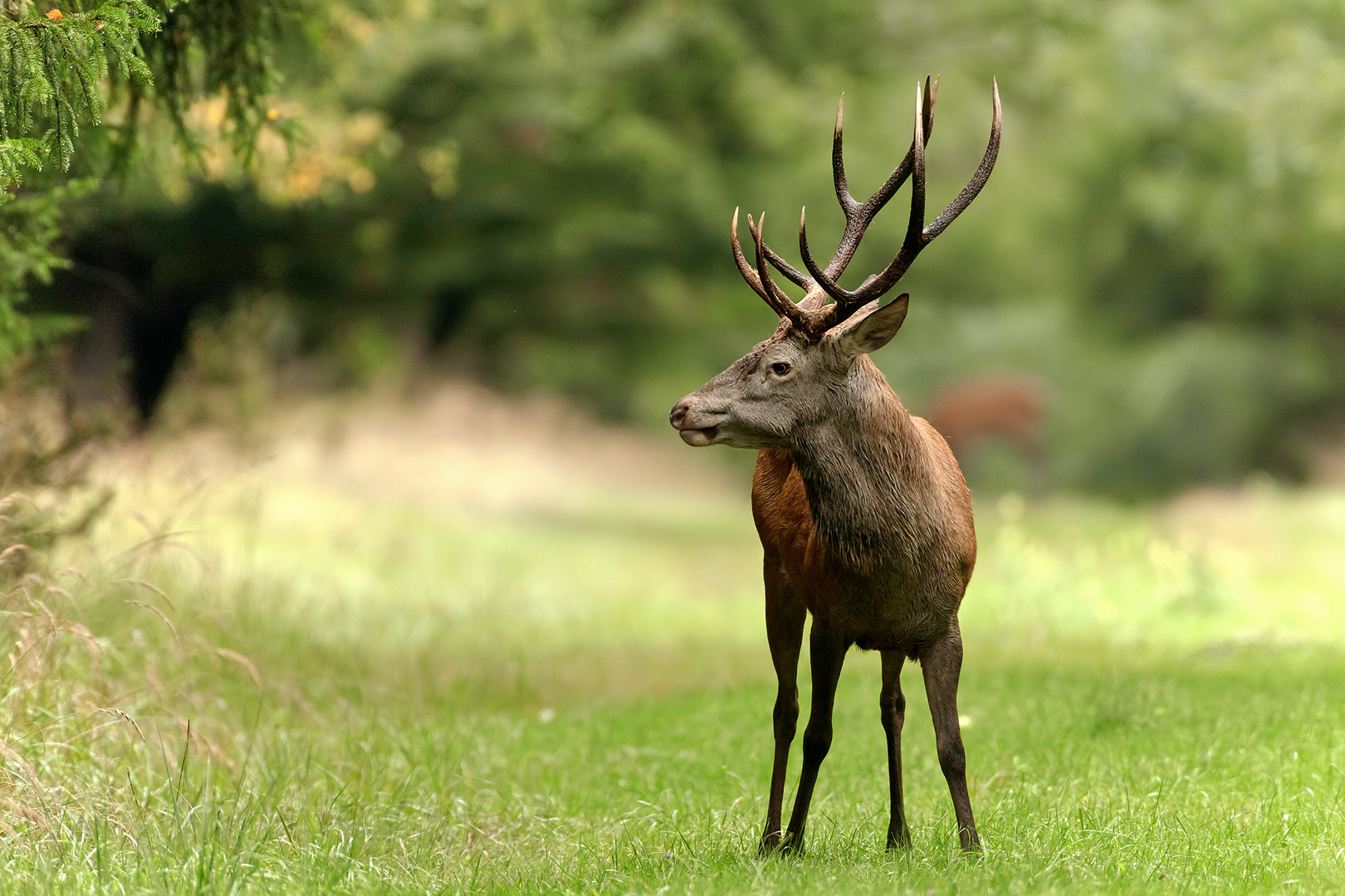 Der Hirsch Foto & Bild | tiere, wildlife, säugetiere Bilder auf ...