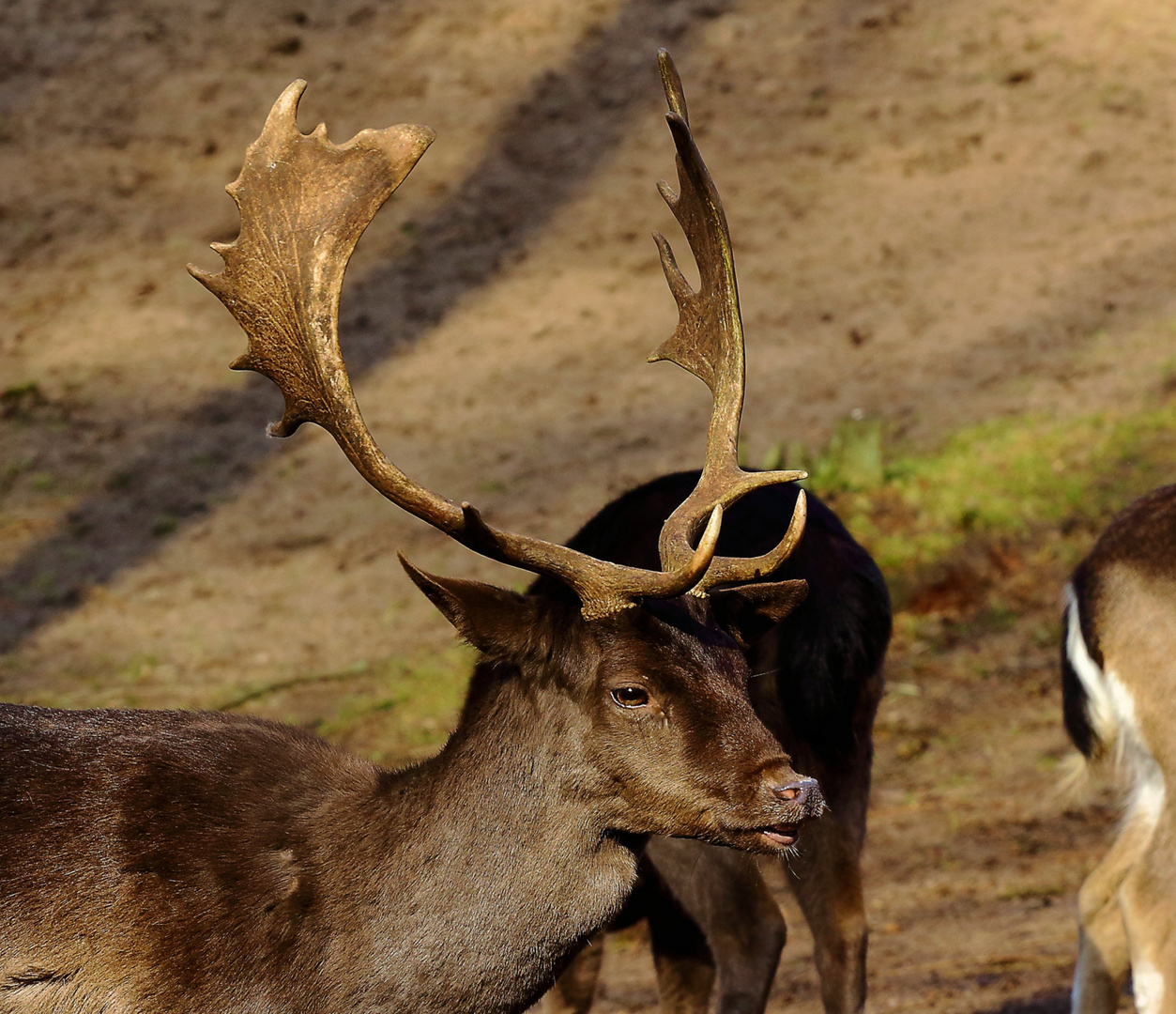 Der Hirsch mit dem goldenen Geweih Foto & Bild | tiere, zoo, wildpark ...