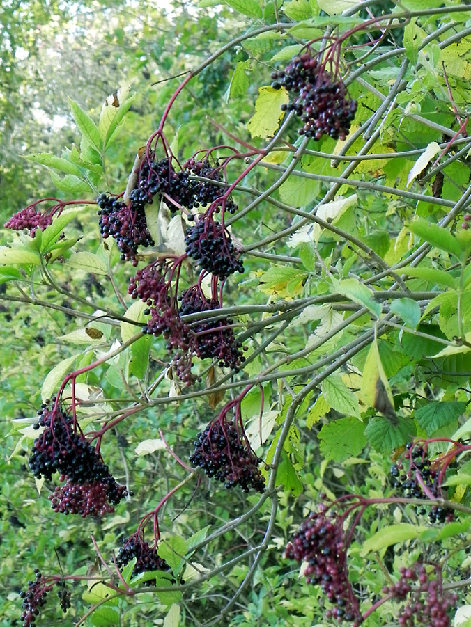 Der Hollunder ist auch für Menschen sehr nützlich Foto & Bild ...