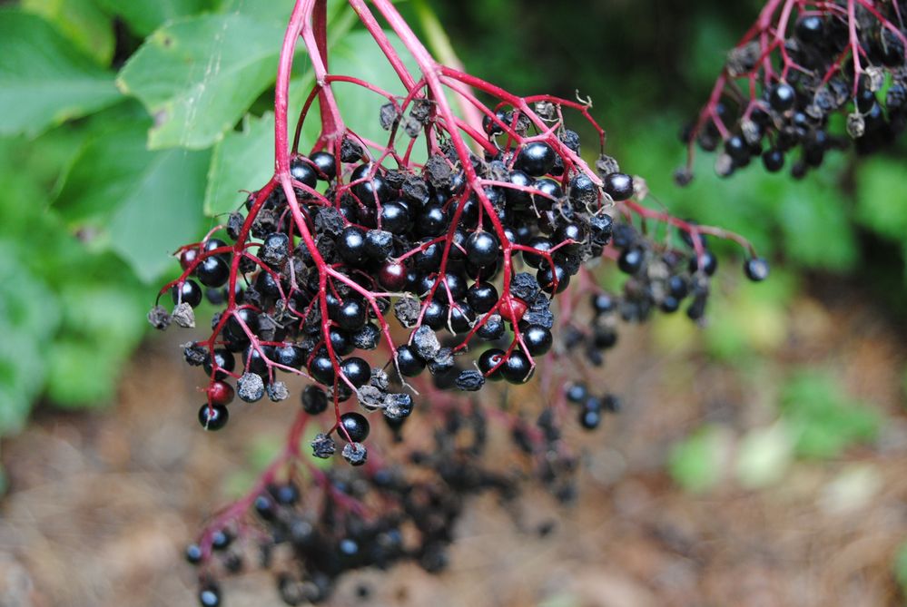 Der Holunder Foto & Bild | pflanzen, pilze & flechten, früchte und ...