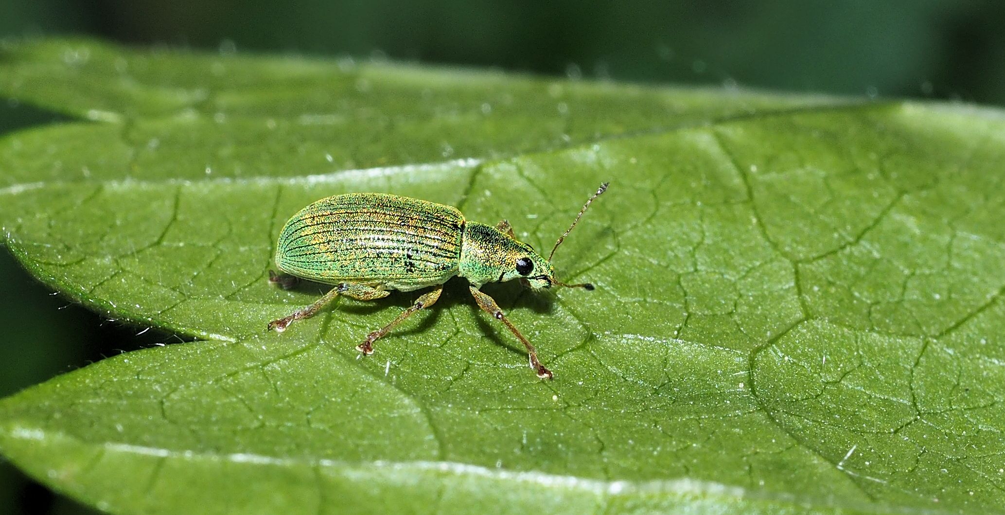 Der hübsche Kleine .... Foto & Bild | tier, insekten, tiere Bilder auf ...