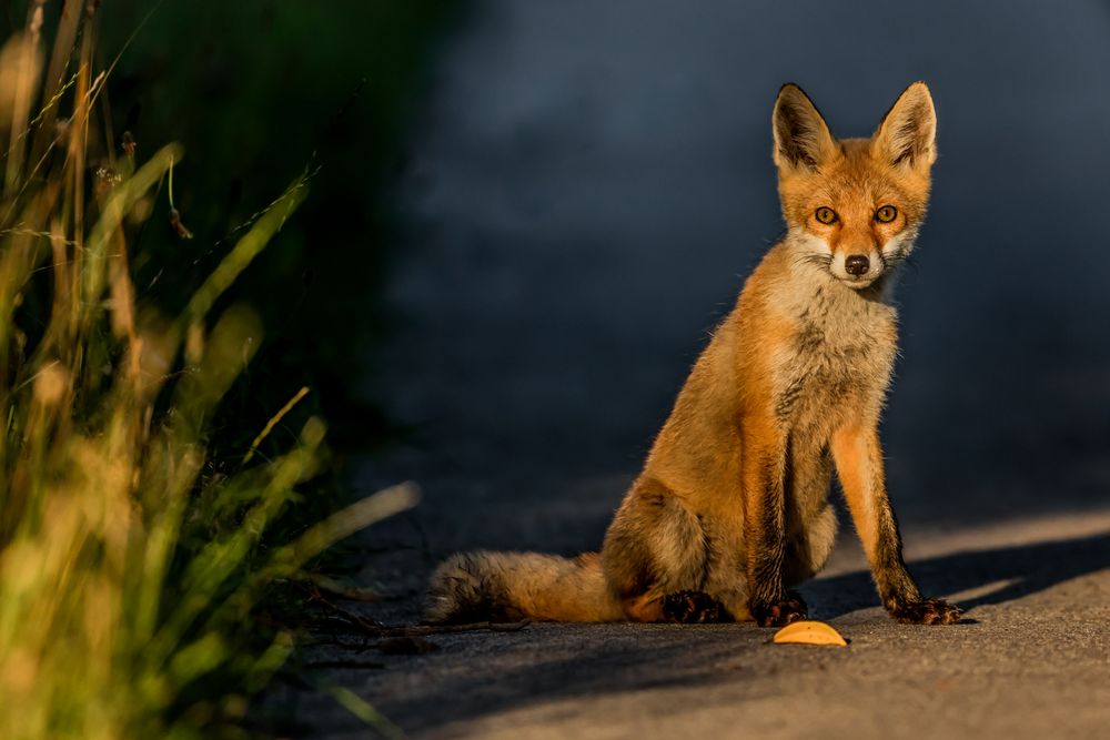 Der Hüter des Blattes Foto & Bild | natur, tiere, wildlife Bilder auf ...