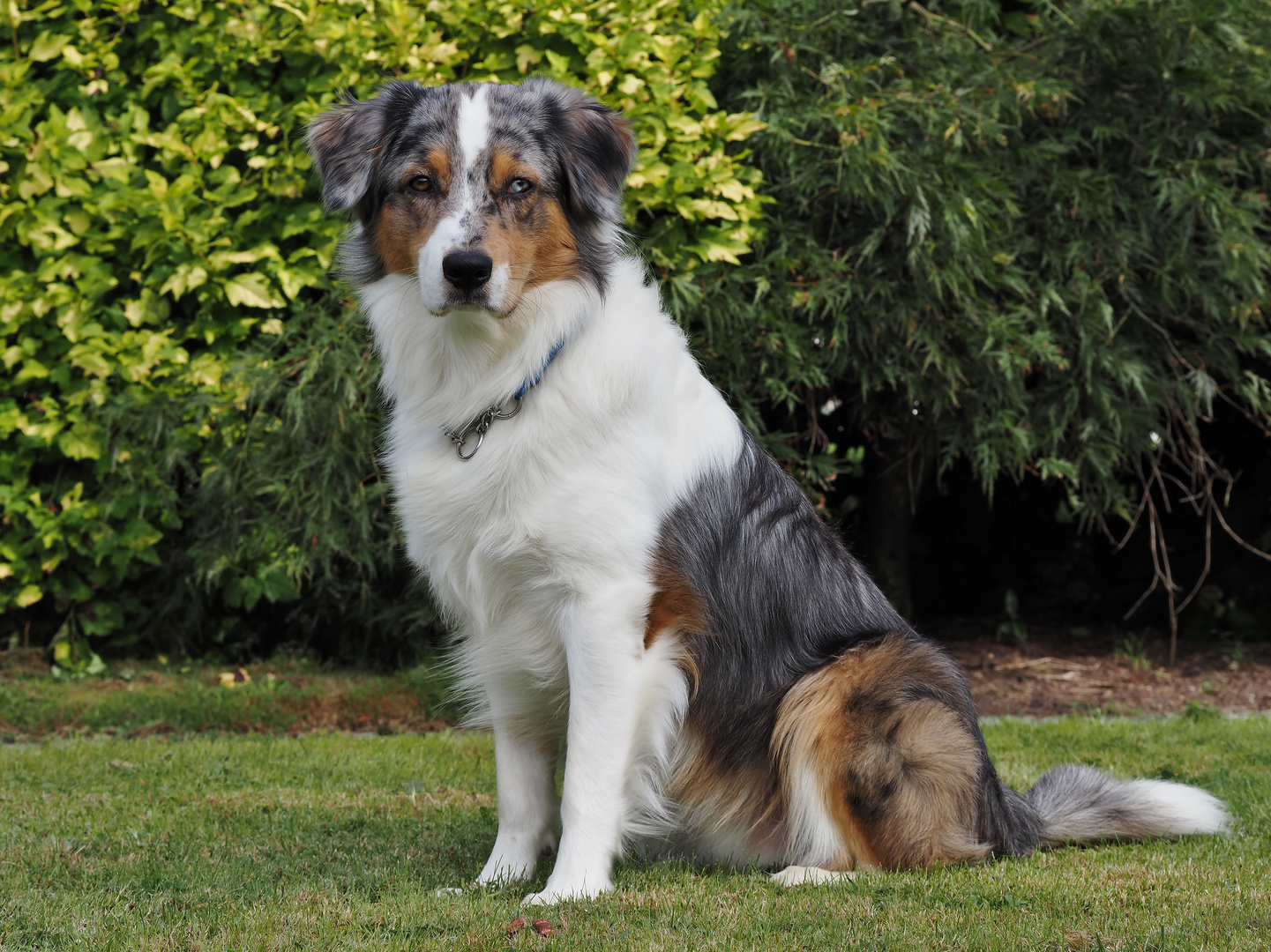 Der "Hüter"..... Foto & Bild | tiere, haustiere, hunde Bilder auf ...