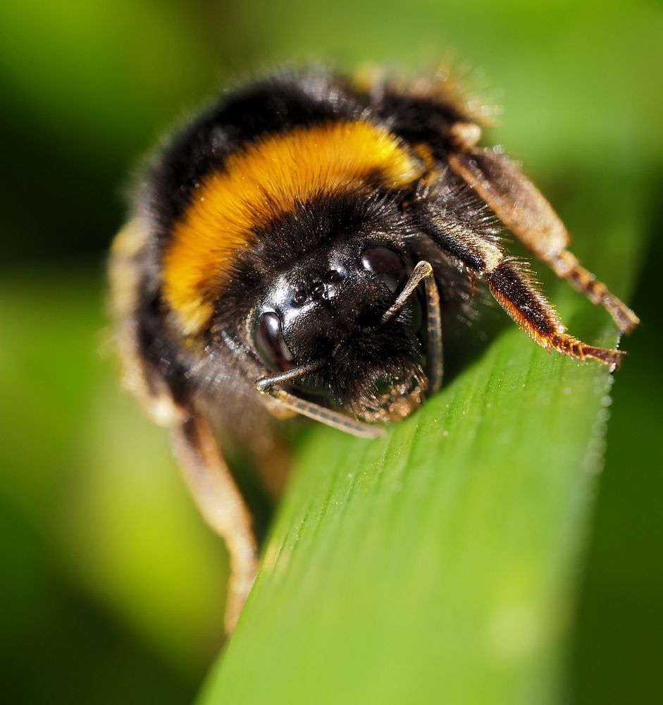 Der Hummel Blick Foto & Bild | insekt, insekten, tiere Bilder auf ...