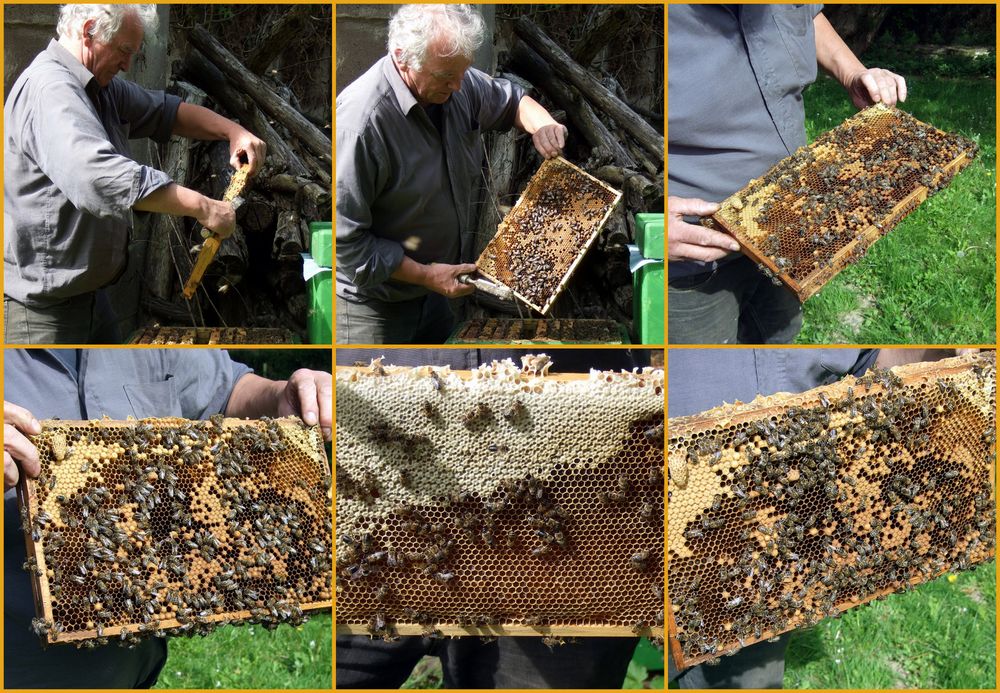 -Der Imker- Foto & Bild | tiere, wildlife, insekten Bilder auf ...