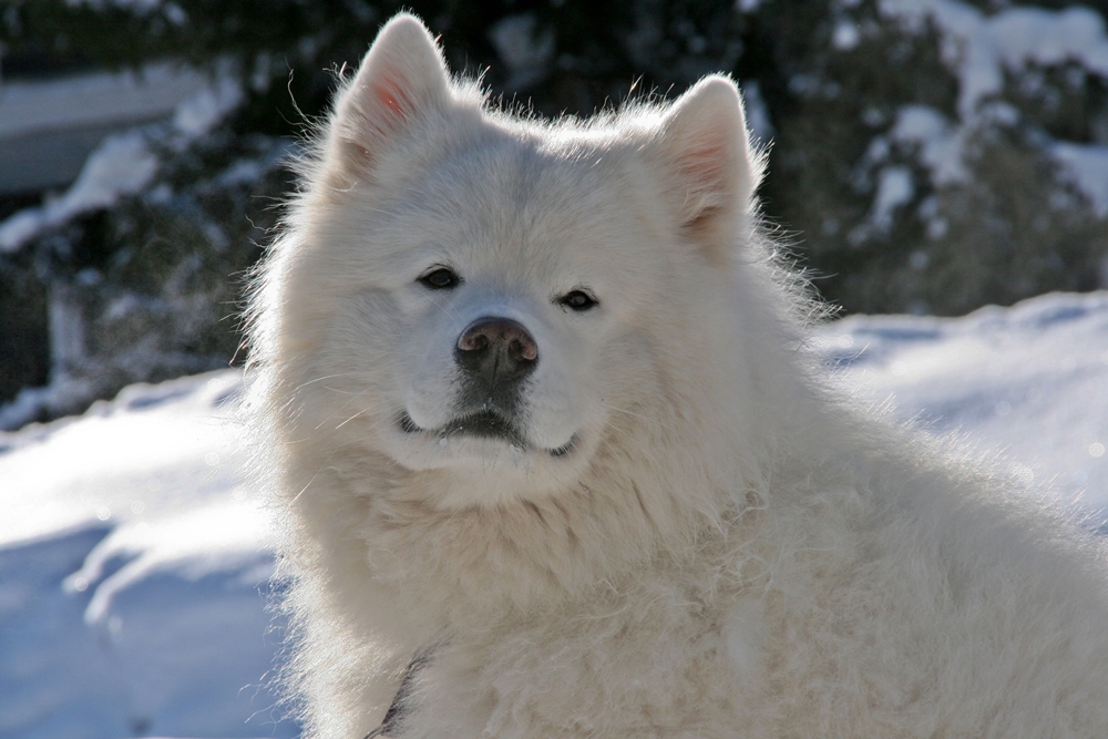 Der immer lächelnde Samojede Foto & Bild | tiere, tier und mensch, 2007 ...