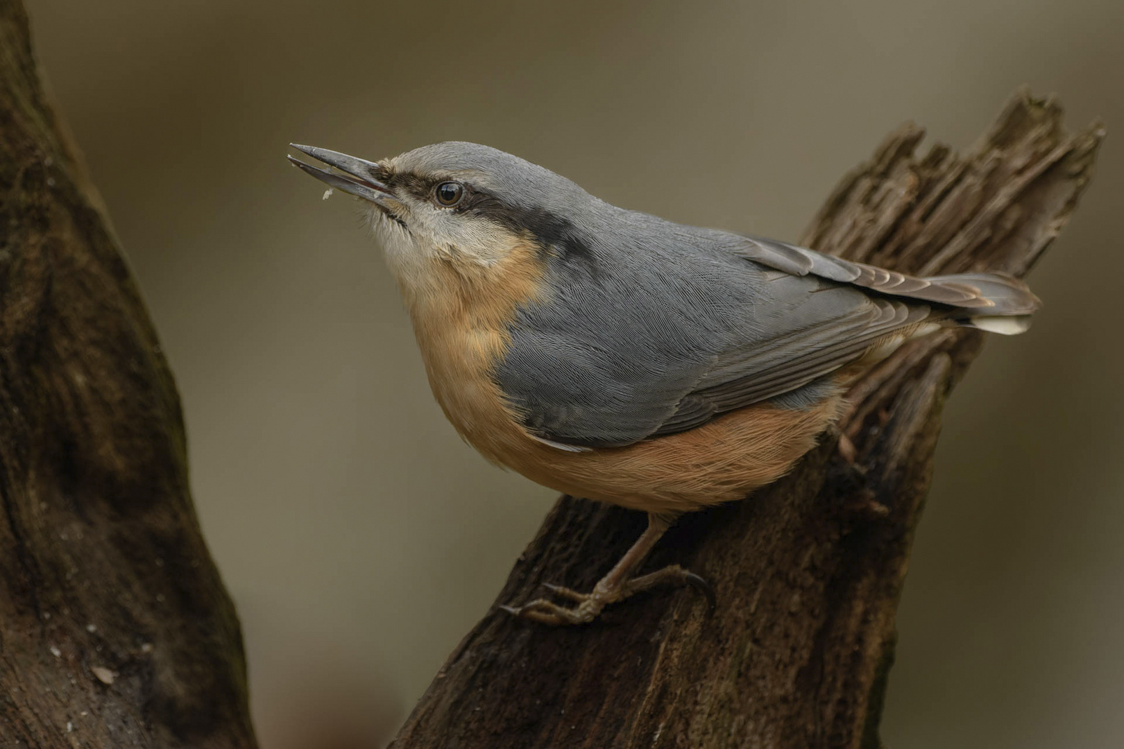 Der immer neugierige Kleiber Foto & Bild | tiere, wildlife, natur ...
