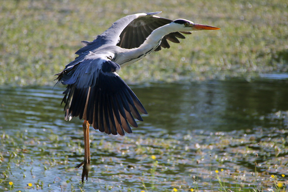 der in der Luft steht Foto & Bild | tiere, wildlife, wild lebende vögel ...