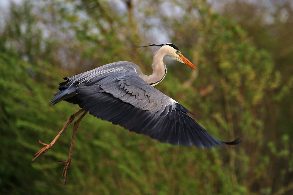 der in der Luft tanzt !!! Foto & Bild | tiere, wildlife, wild lebende ...