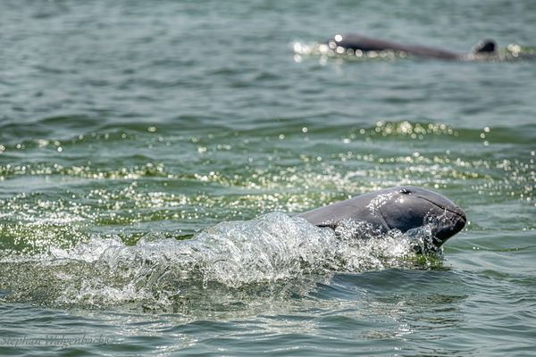 Cambodia Bilder & Fotos