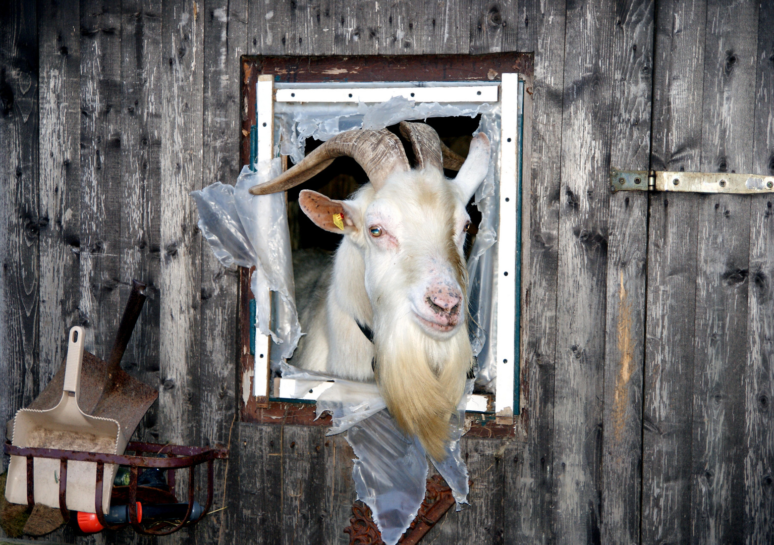 der ist echt Foto & Bild | tiere, natur Bilder auf fotocommunity